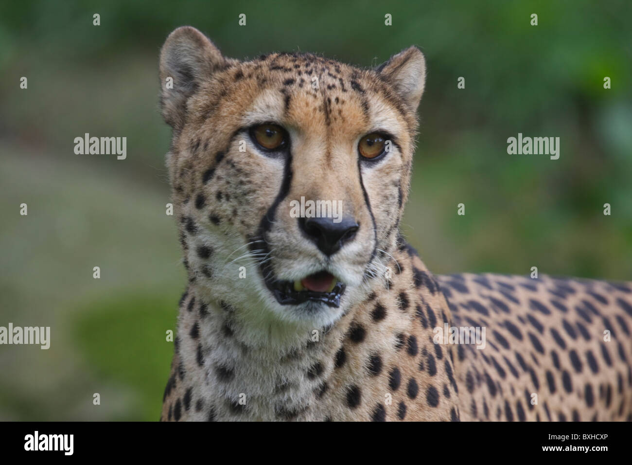 Large feline fastest land animal hi-res stock photography and images ...