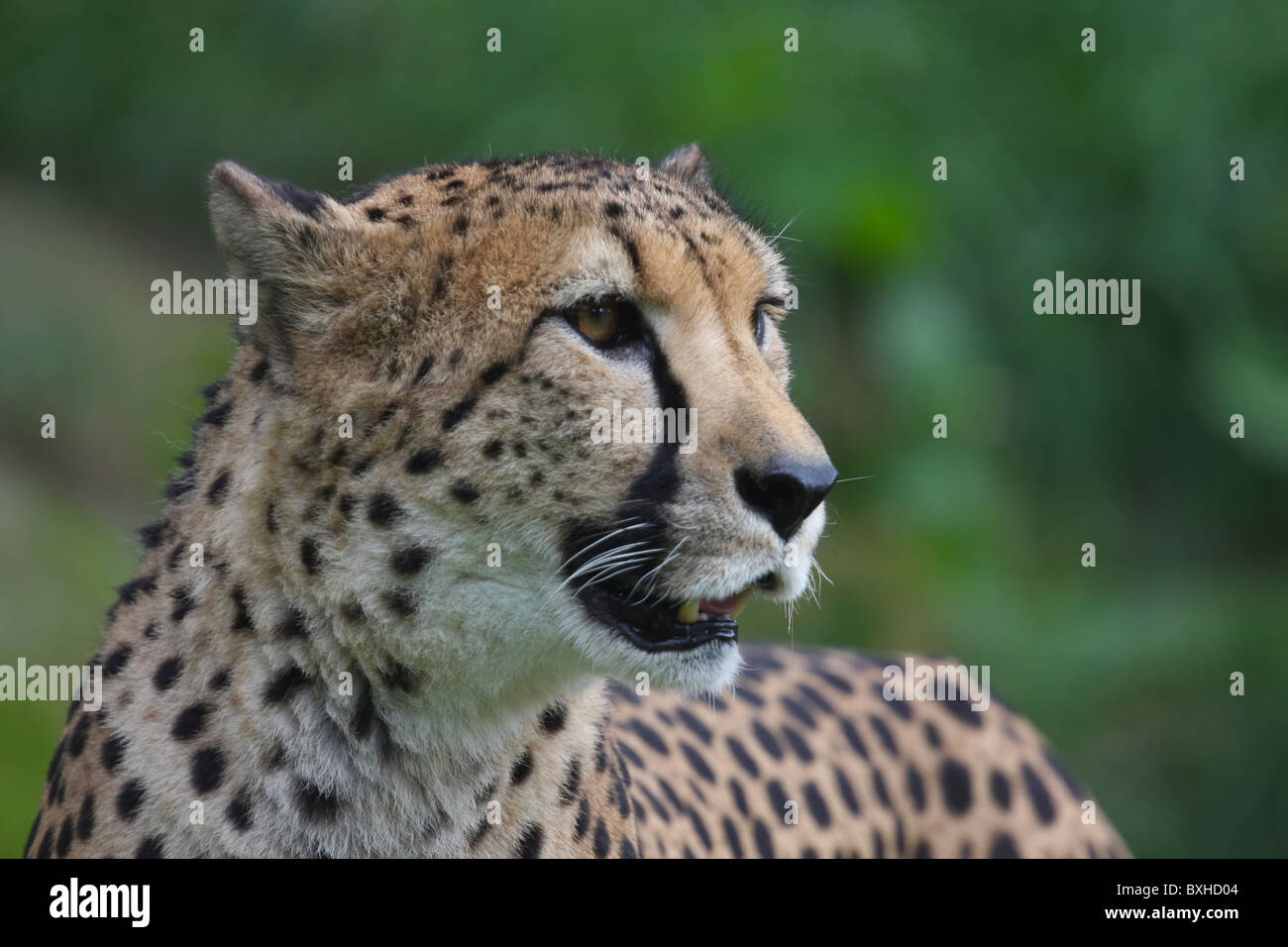 Cheetah face hi-res stock photography and images - Alamy
