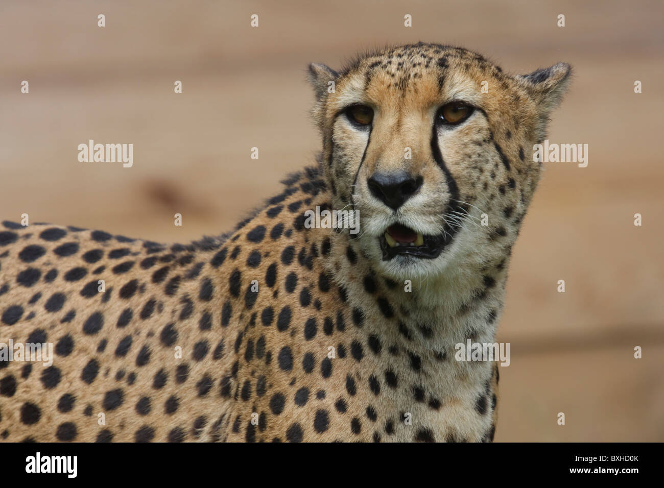 African cheetah hi-res stock photography and images - Alamy