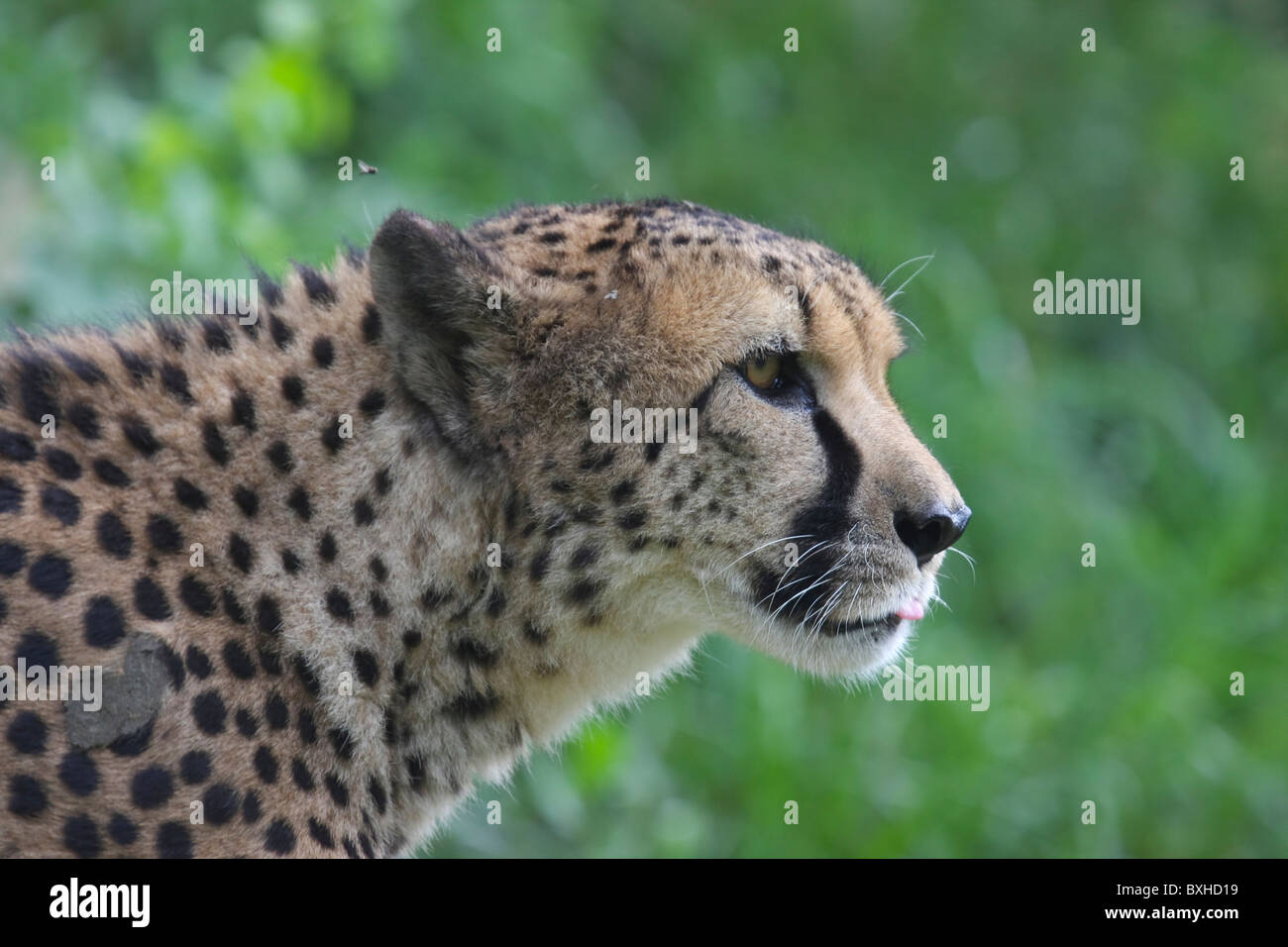 African cheetah hi-res stock photography and images - Alamy