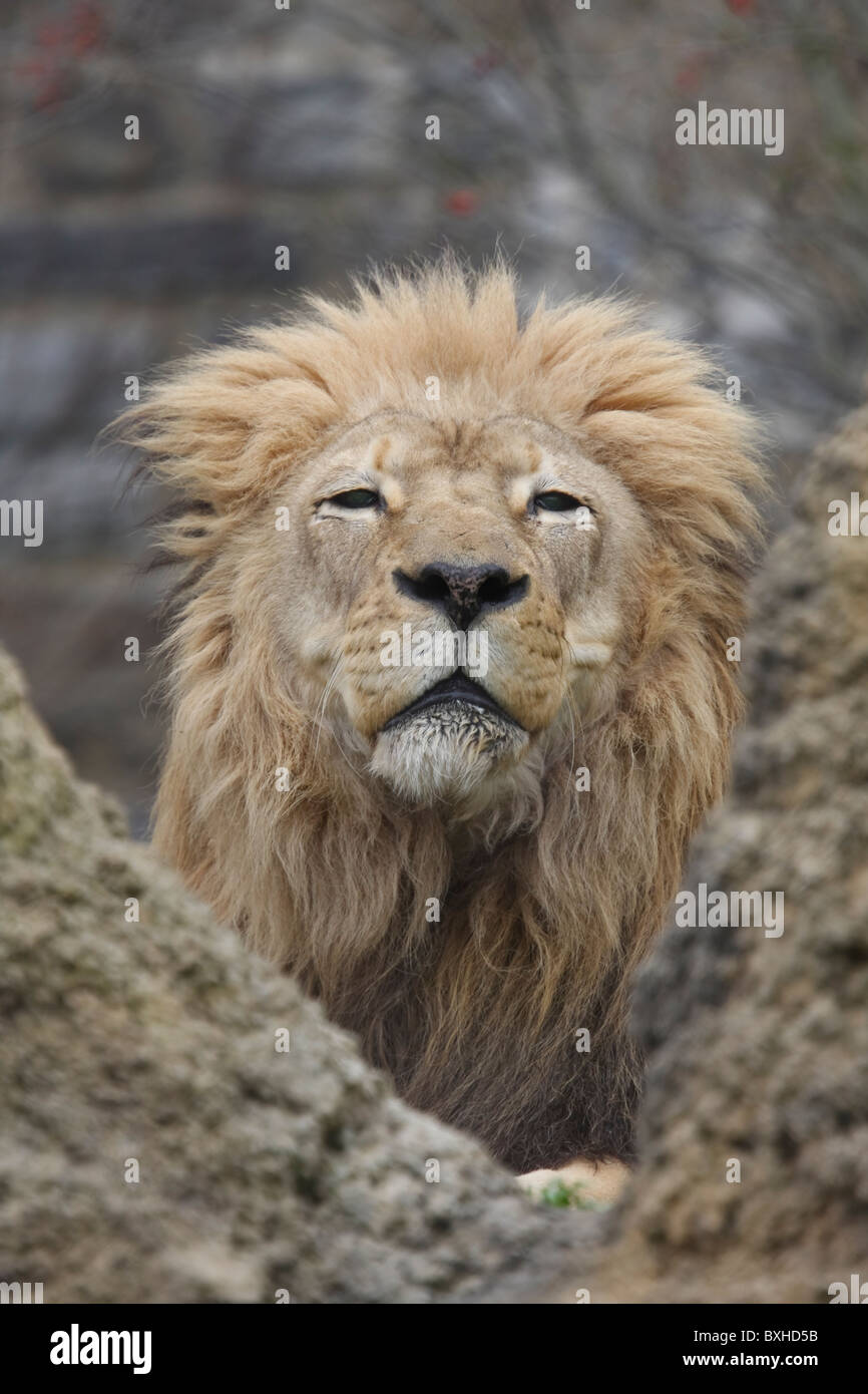 Sub saharan africa widlife hi-res stock photography and images - Alamy