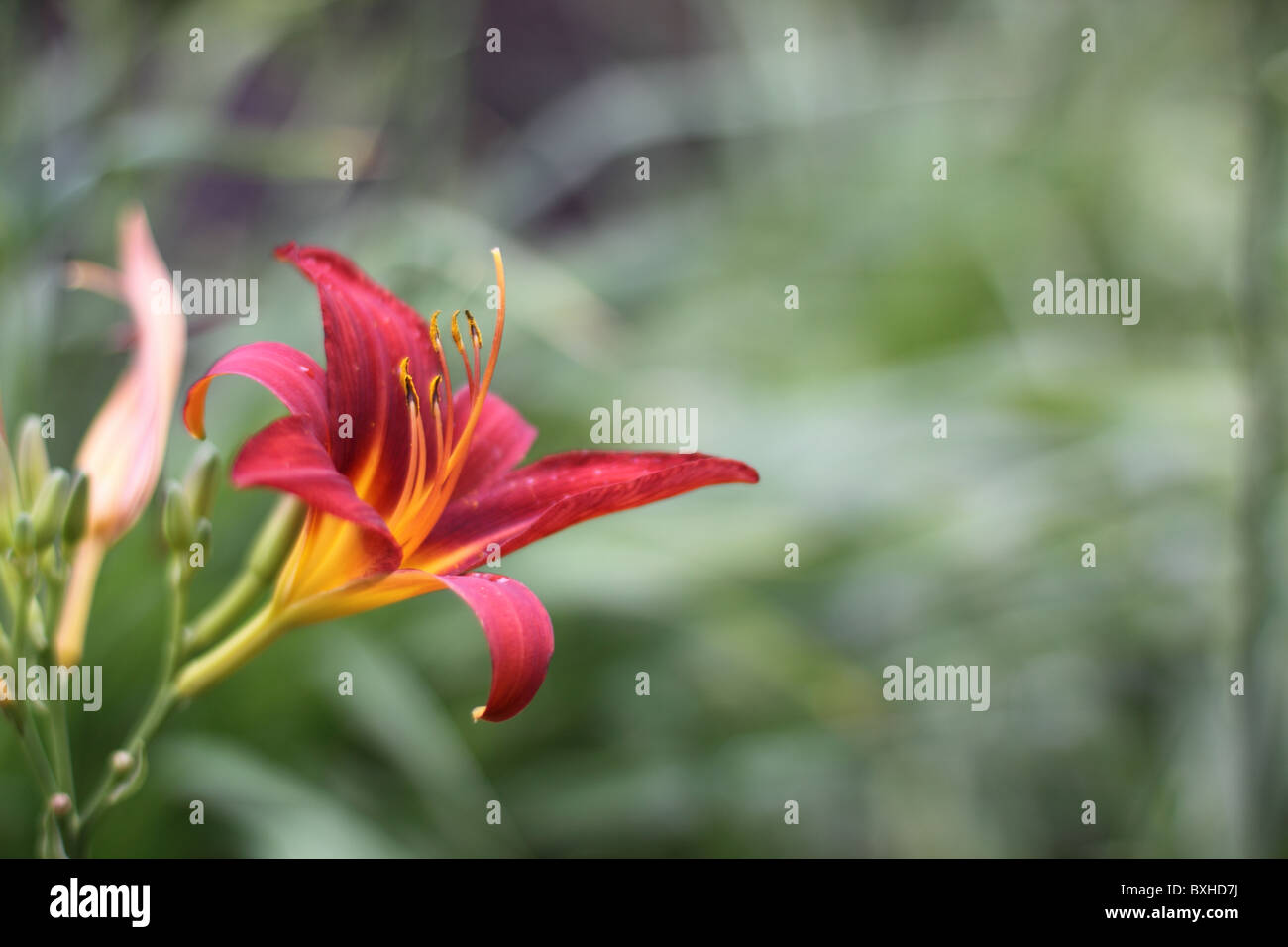 Lily wine hi-res stock photography and images - Alamy