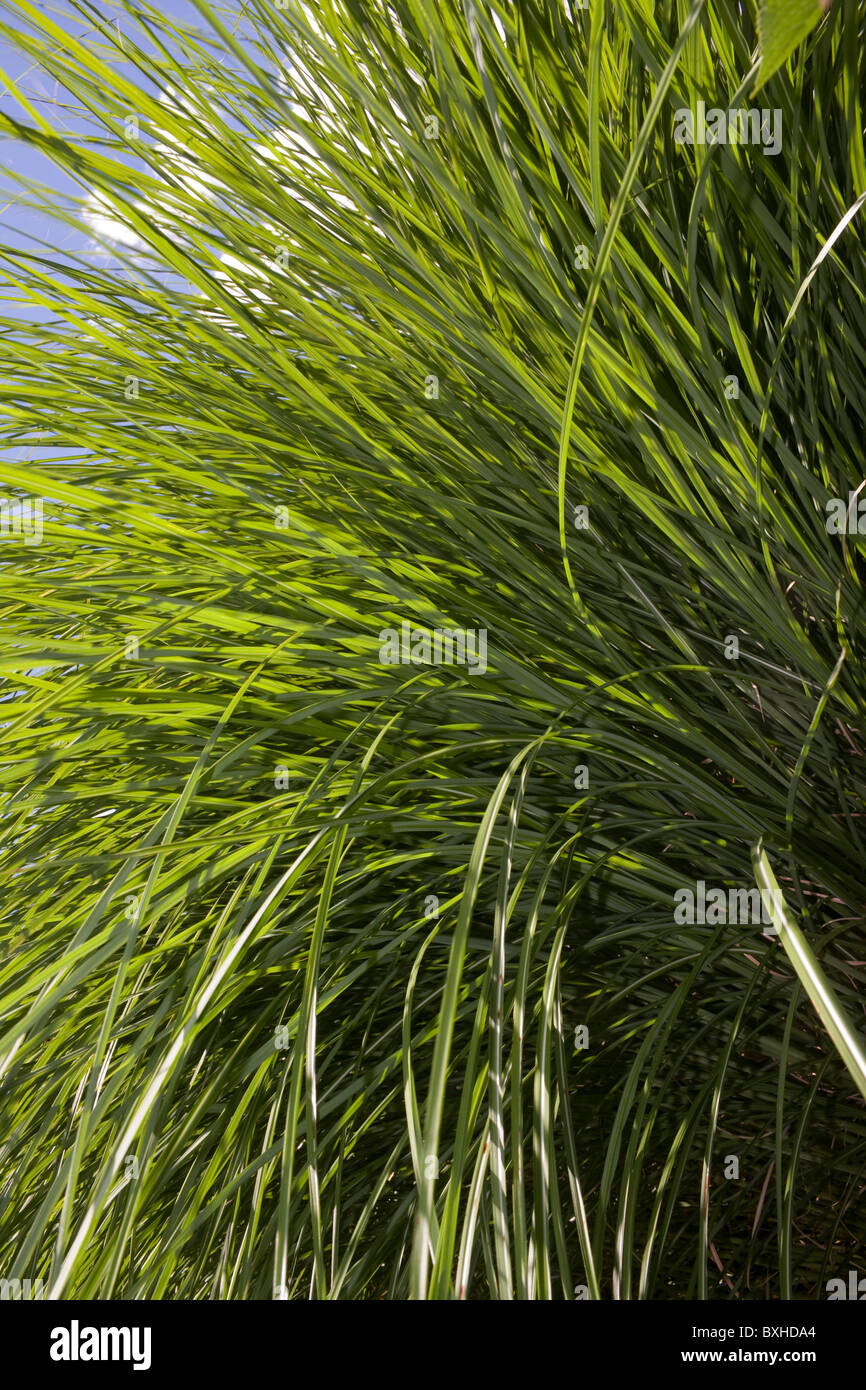 Central grasses hi-res stock photography and images - Alamy