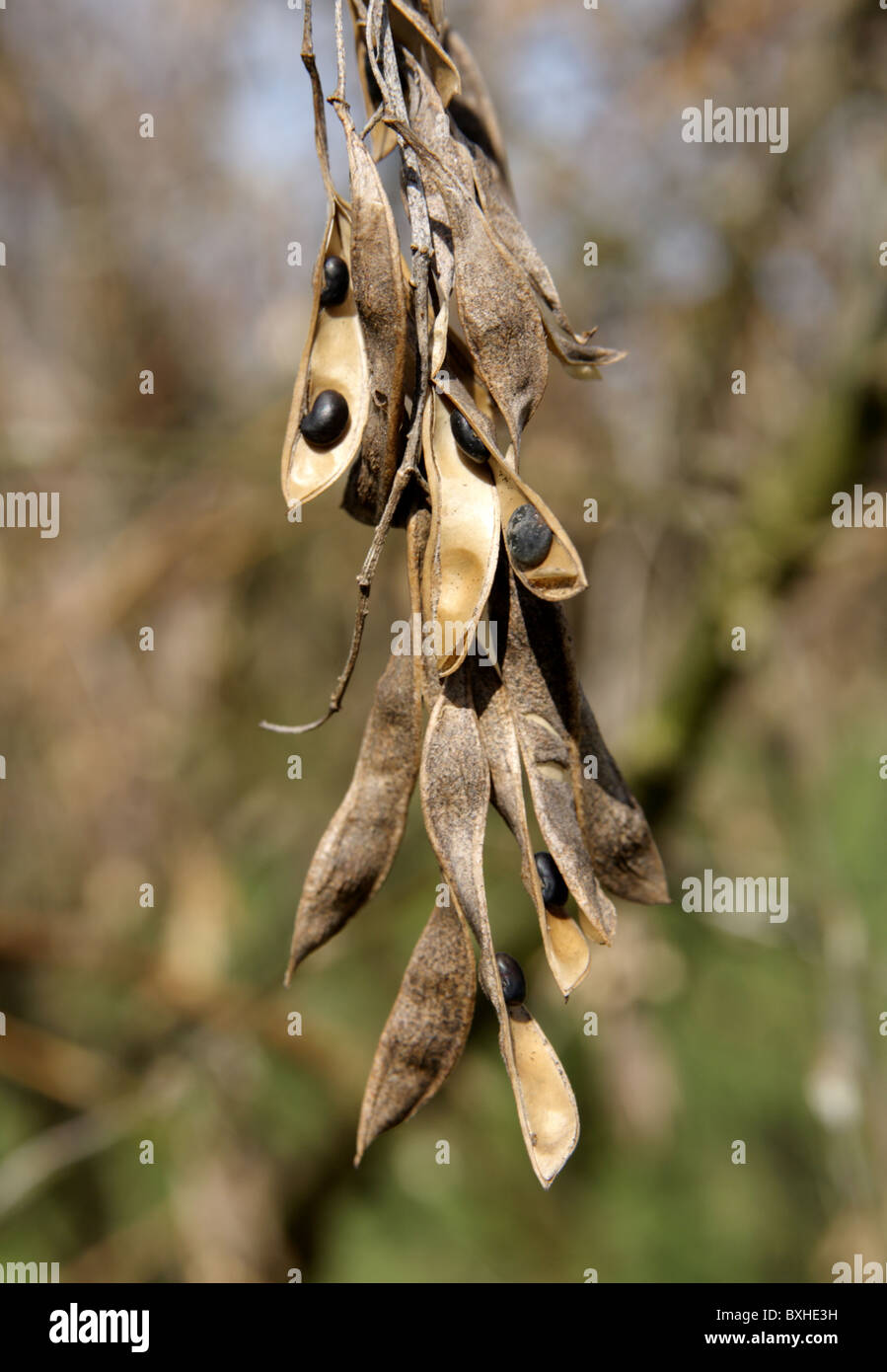 Robinia pseudoacacia, commonly known as the Black Locust seeds, Great ...
