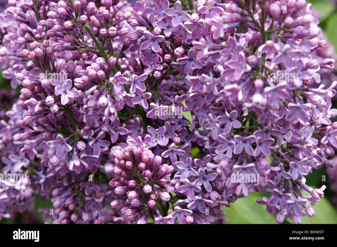 Syringa (Lilac) flower bush Stock Photo - Alamy