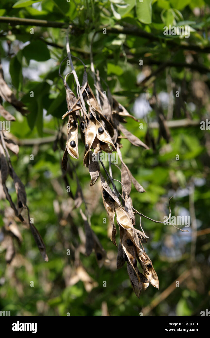 Robinia pseudoacacia, commonly known as the Black Locust seeds, Great ...