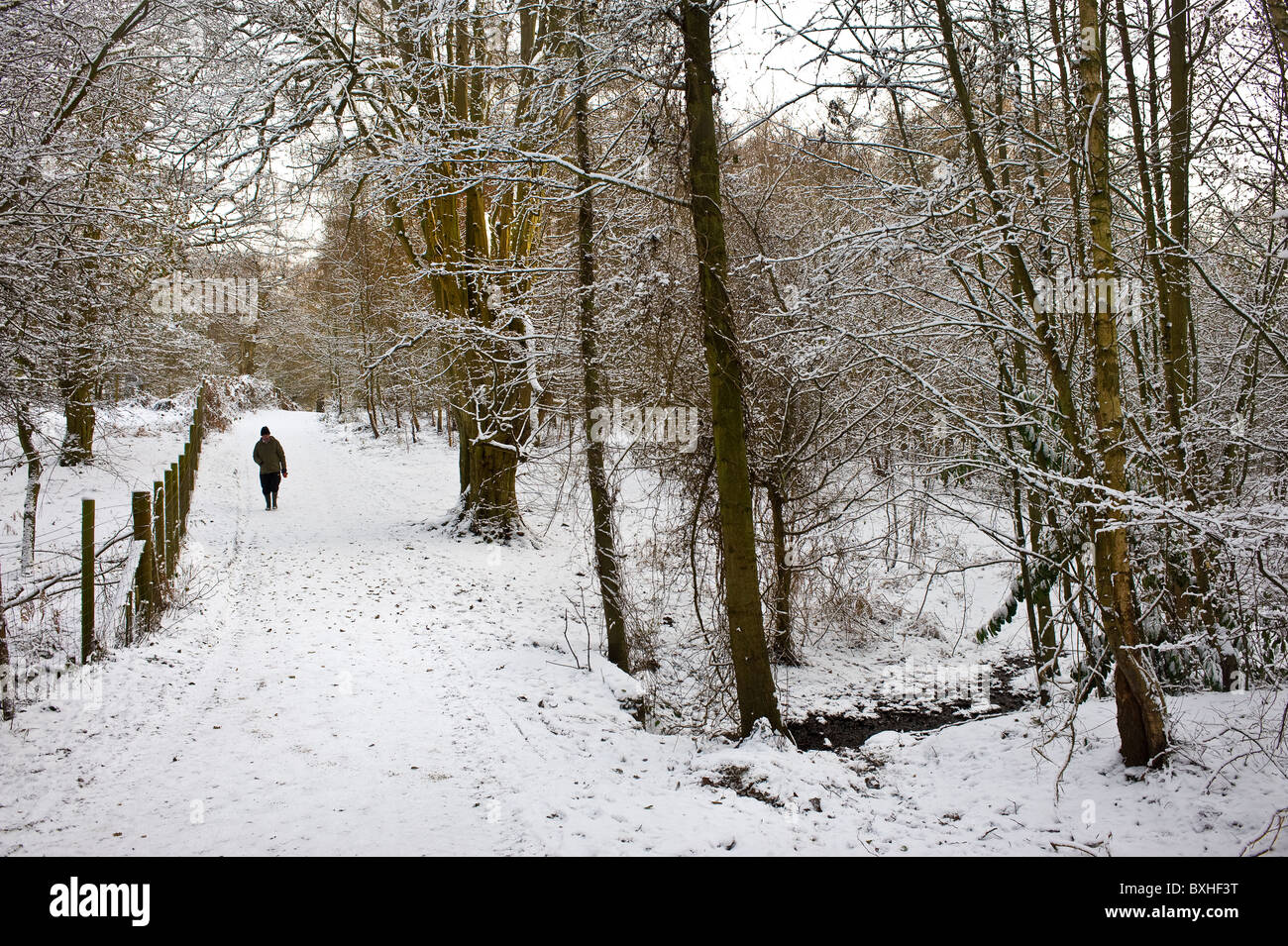 A walker in snow covered woodland. Photograph by Gordon Scammell Stock ...