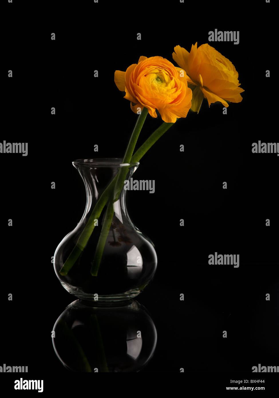Orange ranunculus flower in a glass vase with white edge with ...