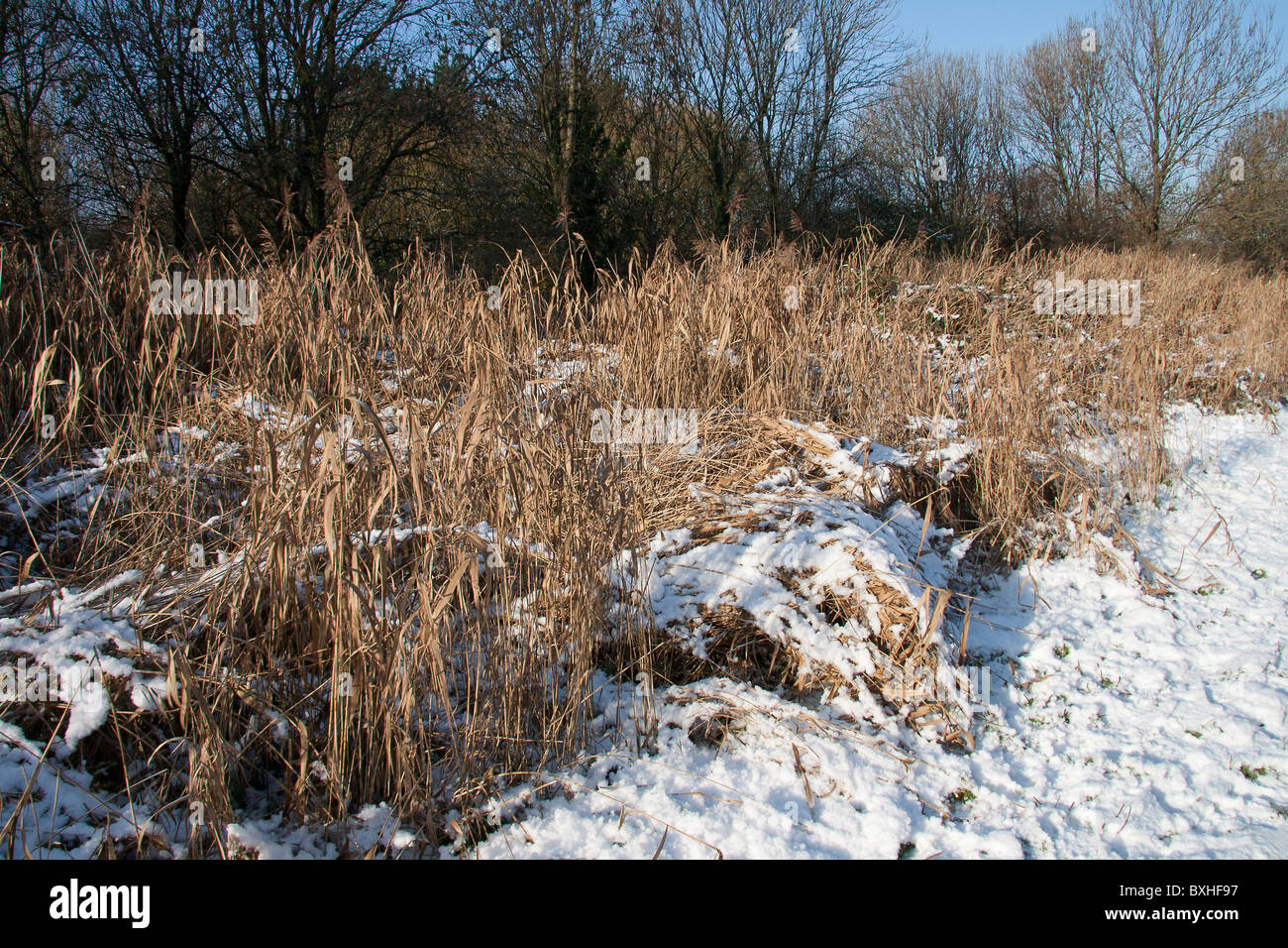 Howardian nature reserve hi-res stock photography and images - Alamy