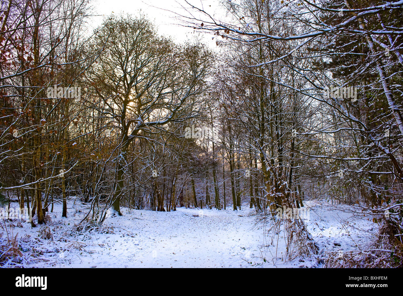 Woodlands in winter hi-res stock photography and images - Alamy