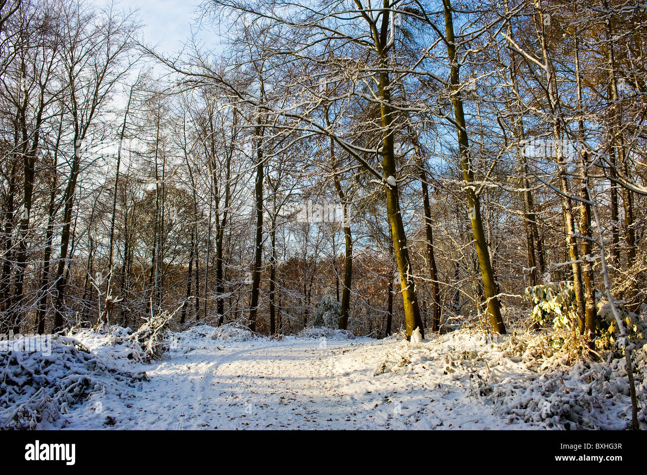 A path covered in snow in a woodland. Photograph by Gordon Scammell ...