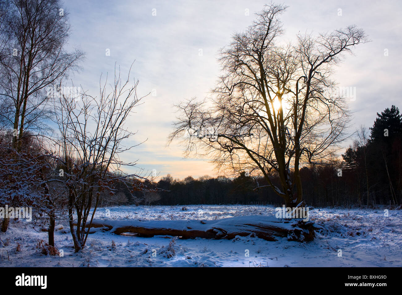 Woodland snow sunset hi-res stock photography and images - Alamy