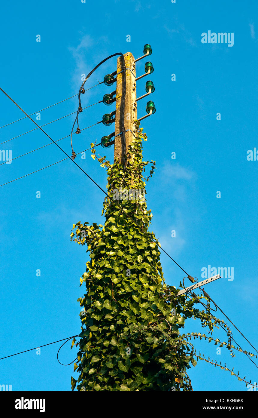 Precast concrete telephone post and wires with climbing overgrowing Ivy ...
