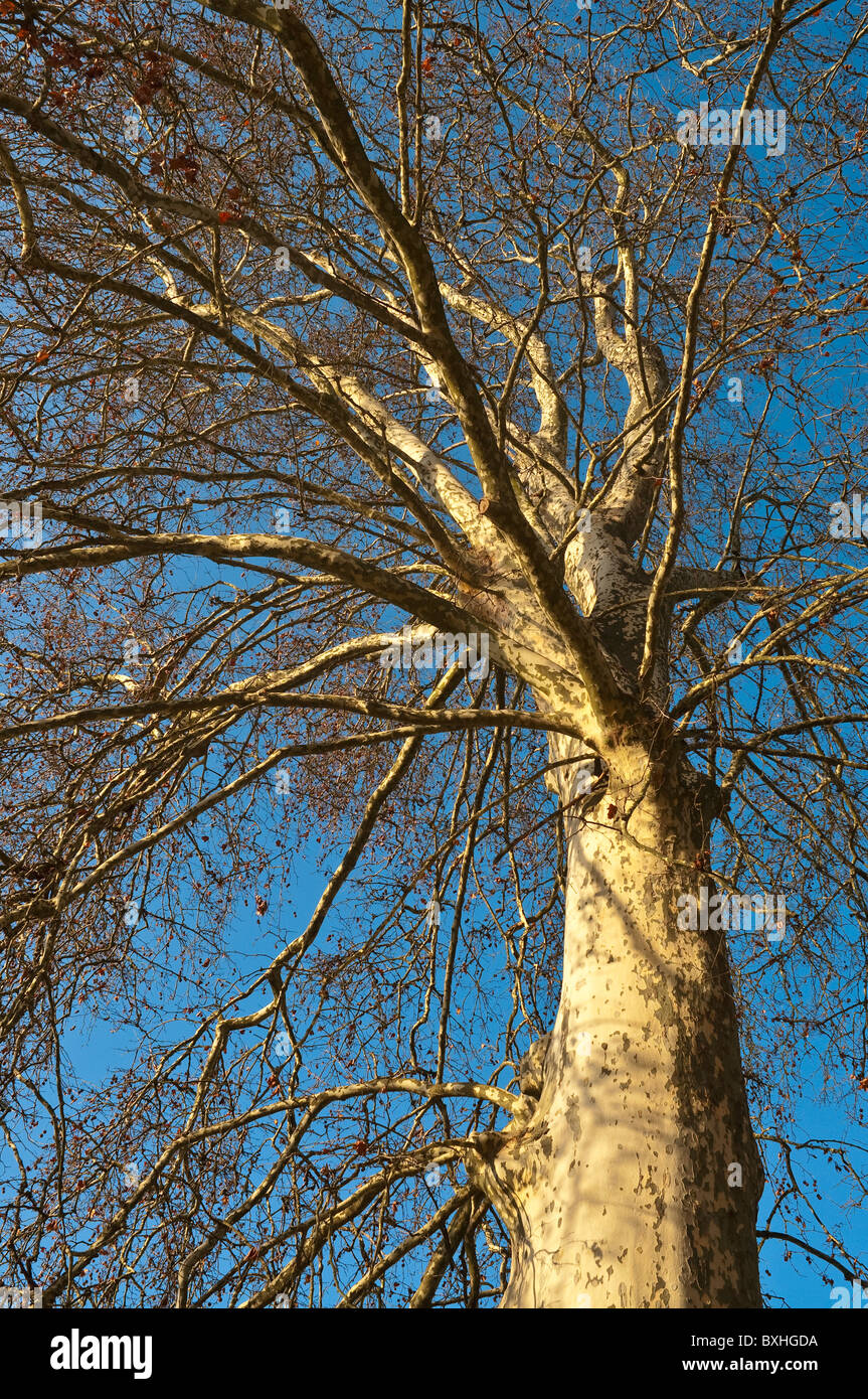Trunk and branches of London Plane / Platanus tree - France Stock Photo ...