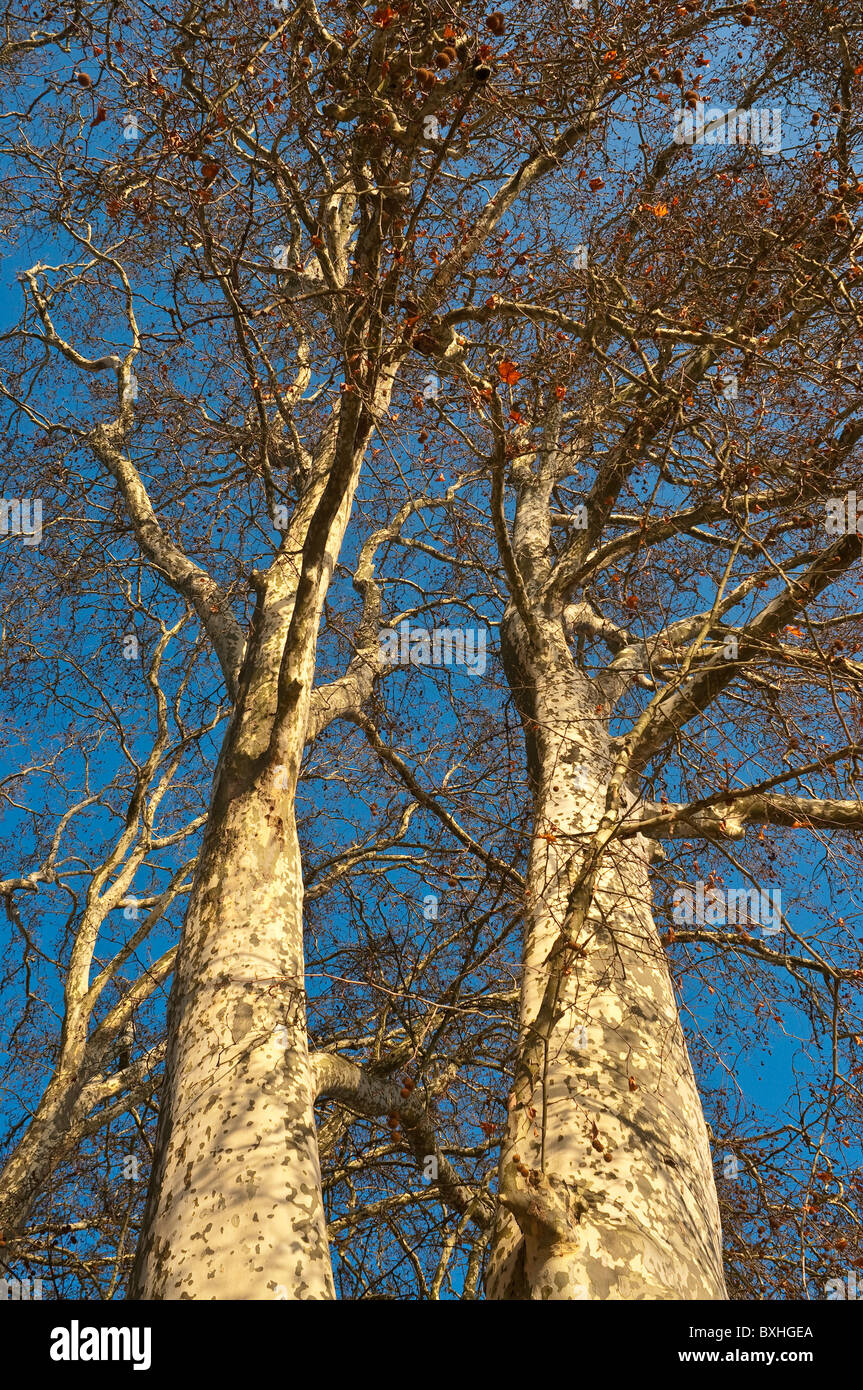 London plane tree london hi-res stock photography and images - Alamy