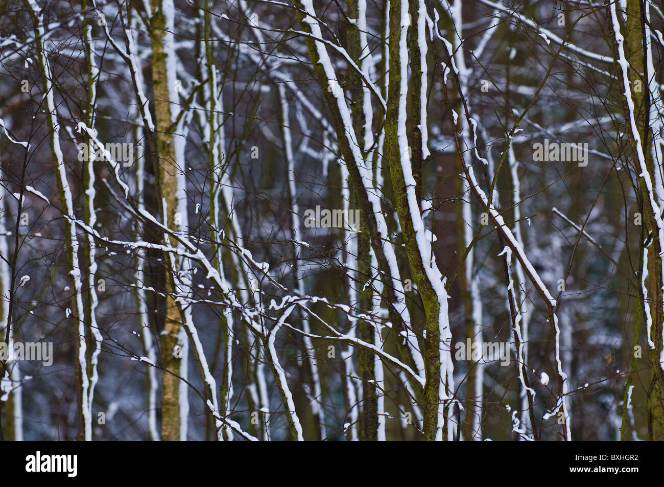 Trunk trees hi-res stock photography and images - Alamy