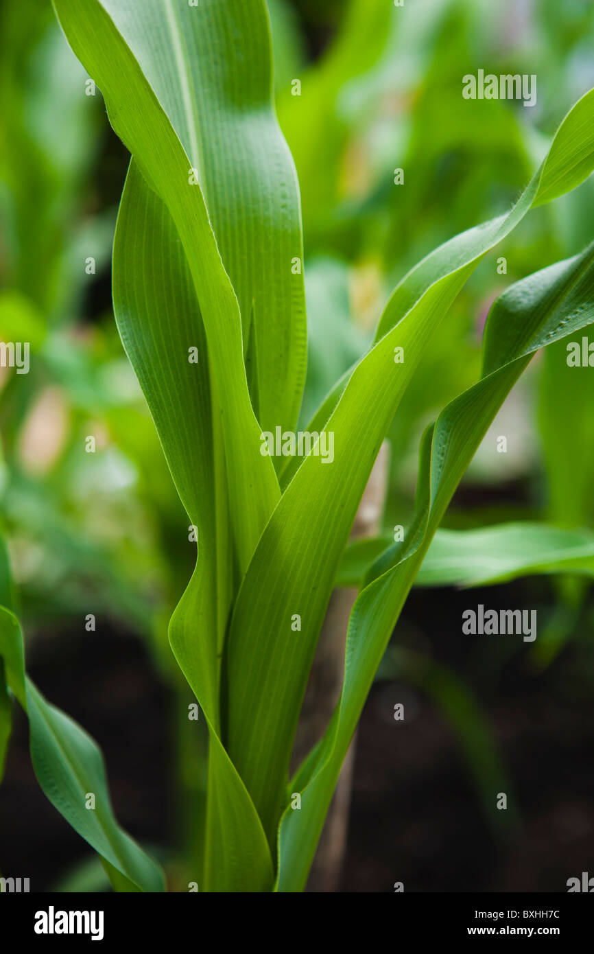 Closeup of a young corn plant in a garden. Seattle, WA USA Stock Photo ...