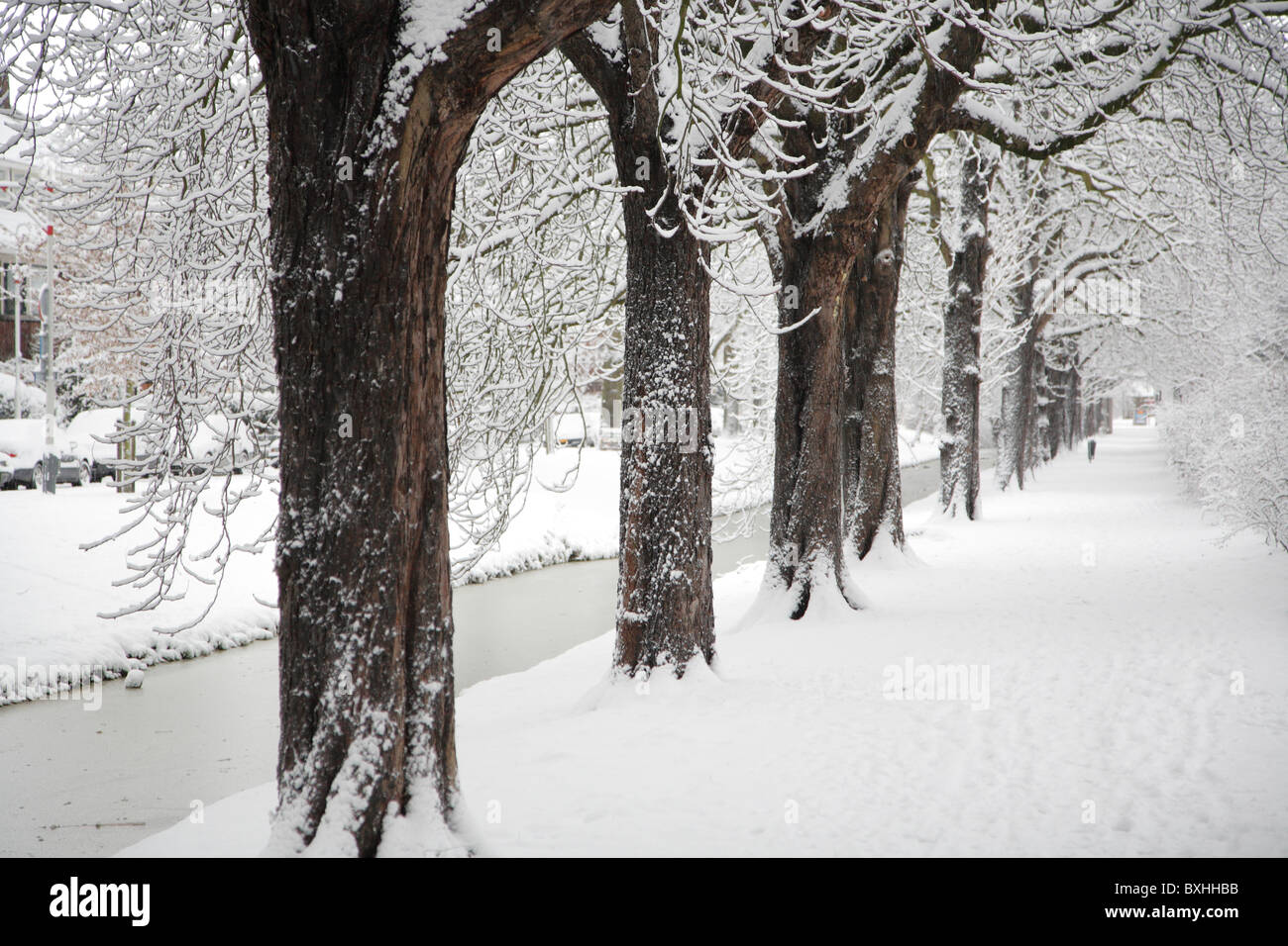 Winter, trees in a snow, canal, The Hague, Netherlands, Holland, Europe ...