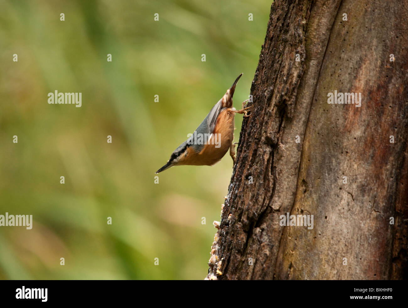 A side view of a Nuthatch facing downwards on a tree trunk Stock Photo ...