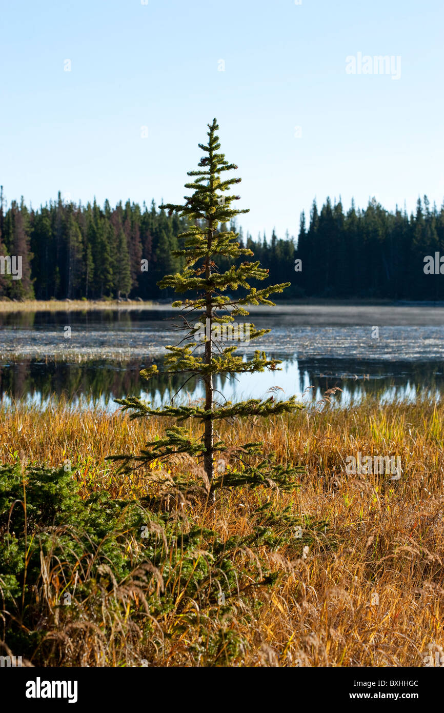 Evergreen sapling hi-res stock photography and images - Alamy