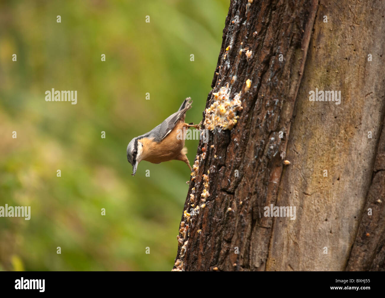 Nuthatch tree walking to feed on fat in a tree trunk Stock Photo - Alamy