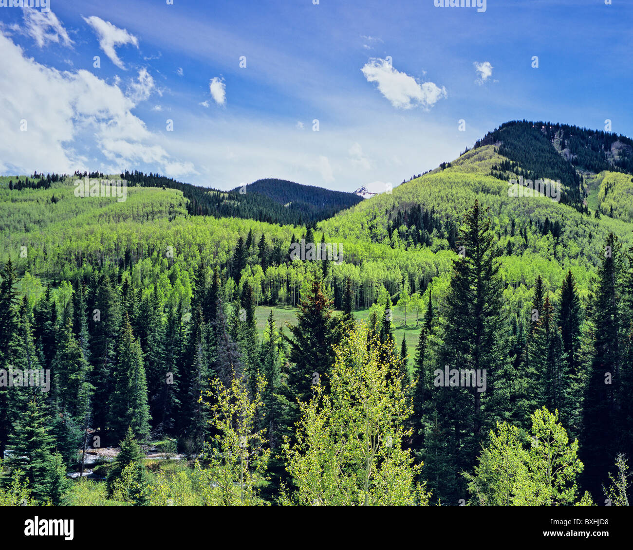 Spring aspen with Hayden Peak in the background, Castle Creek Road near ...