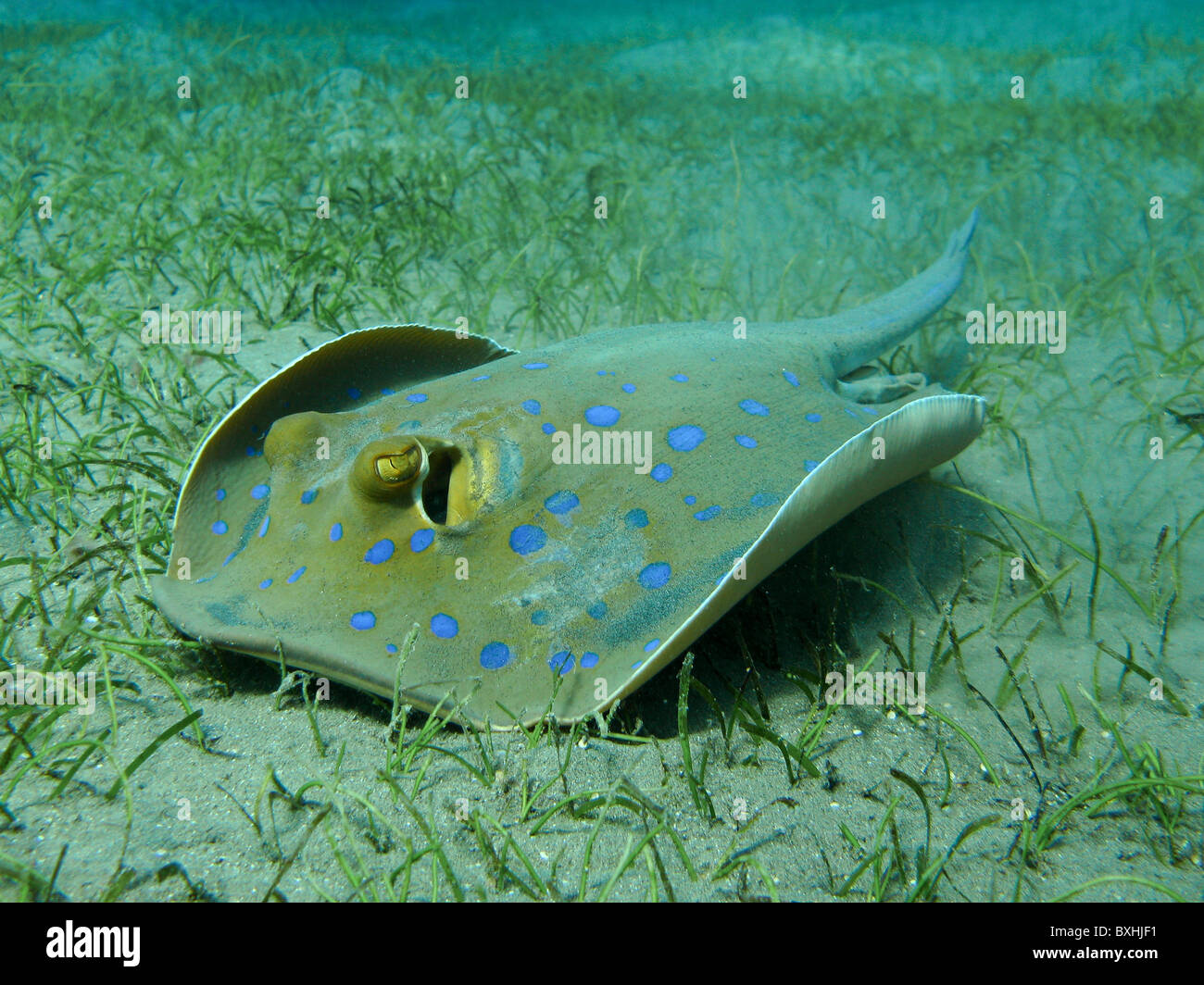 Bluespotted stingray, Blaupunkt-Stechrochen, Taeniura lymma, Marsa Alam ...