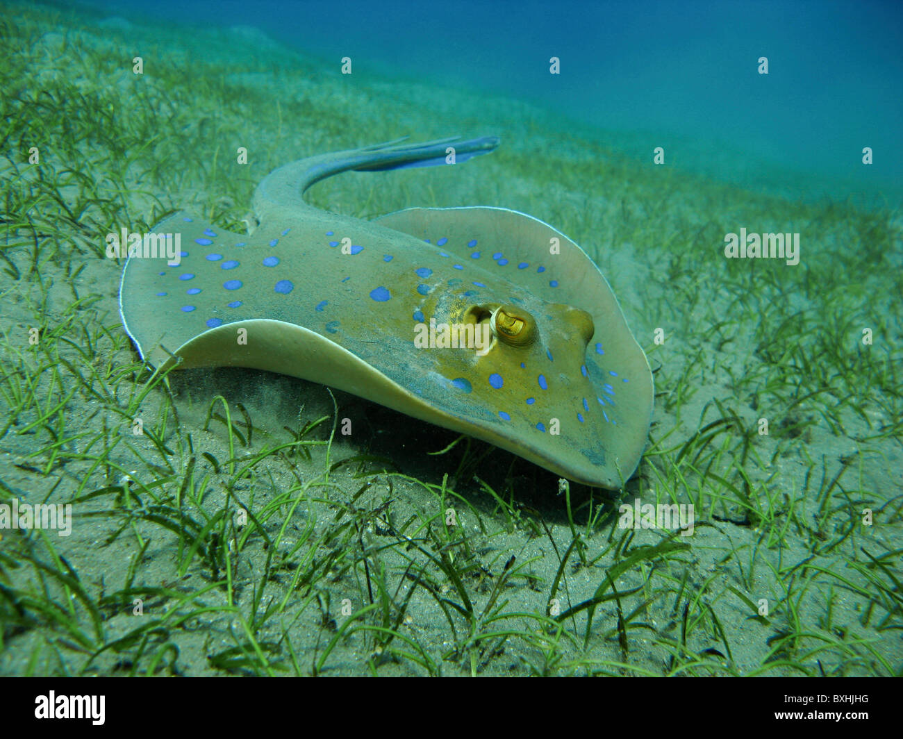 Bluespotted stingray taeniura lymma hi-res stock photography and images ...