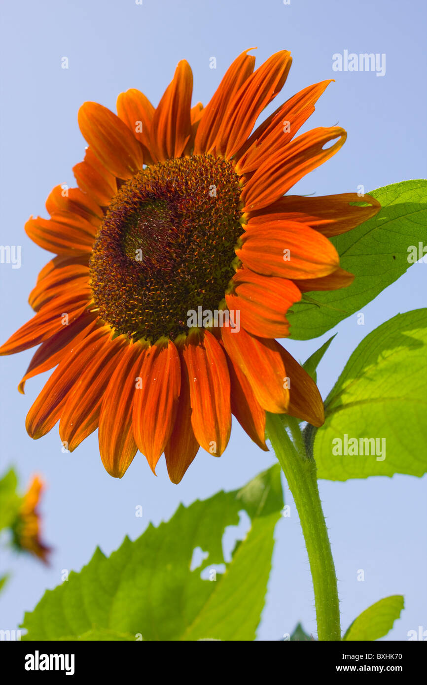 Spirally arranged flowers hi-res stock photography and images - Alamy