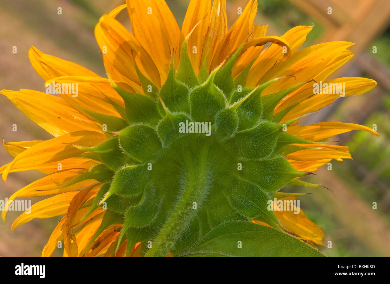 Spirally arranged flowers hi-res stock photography and images - Alamy
