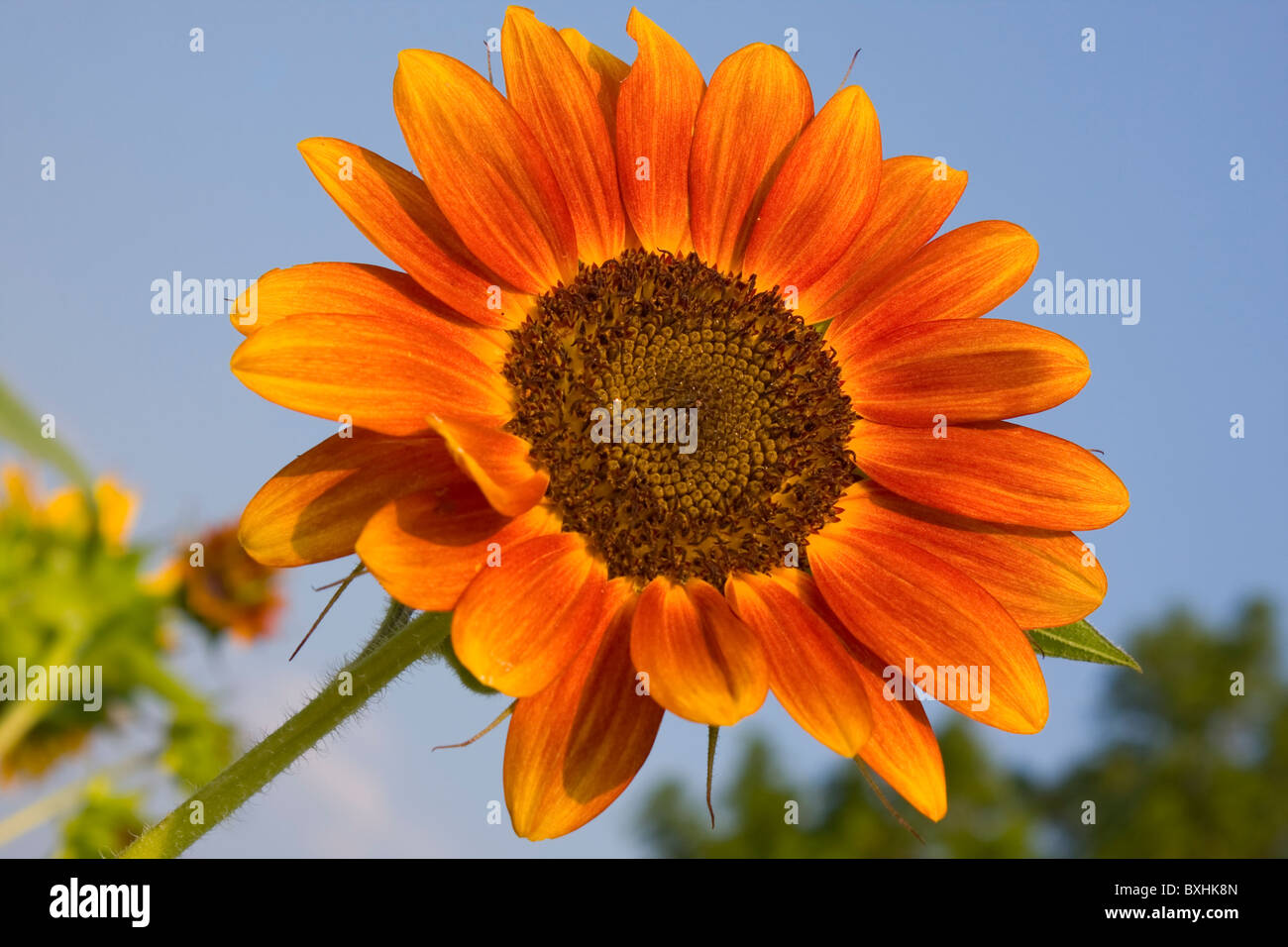 Golden sunflower isolated in hi-res stock photography and images - Alamy