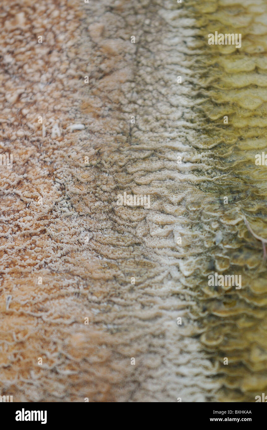 Mammoth scenic loop hi-res stock photography and images - Alamy