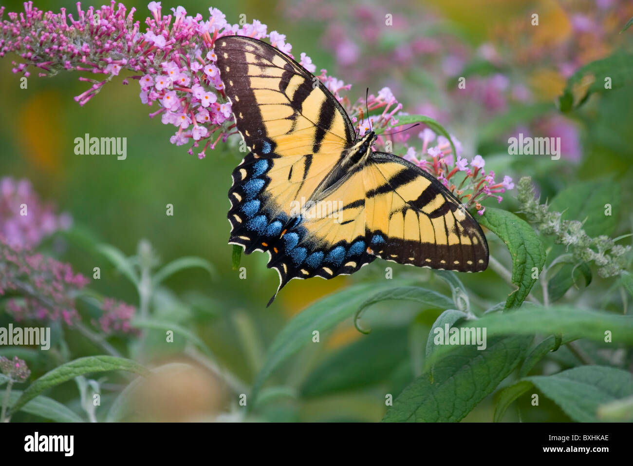Eastern Tiger Swallowtail Butterfly Stock Photo - Alamy