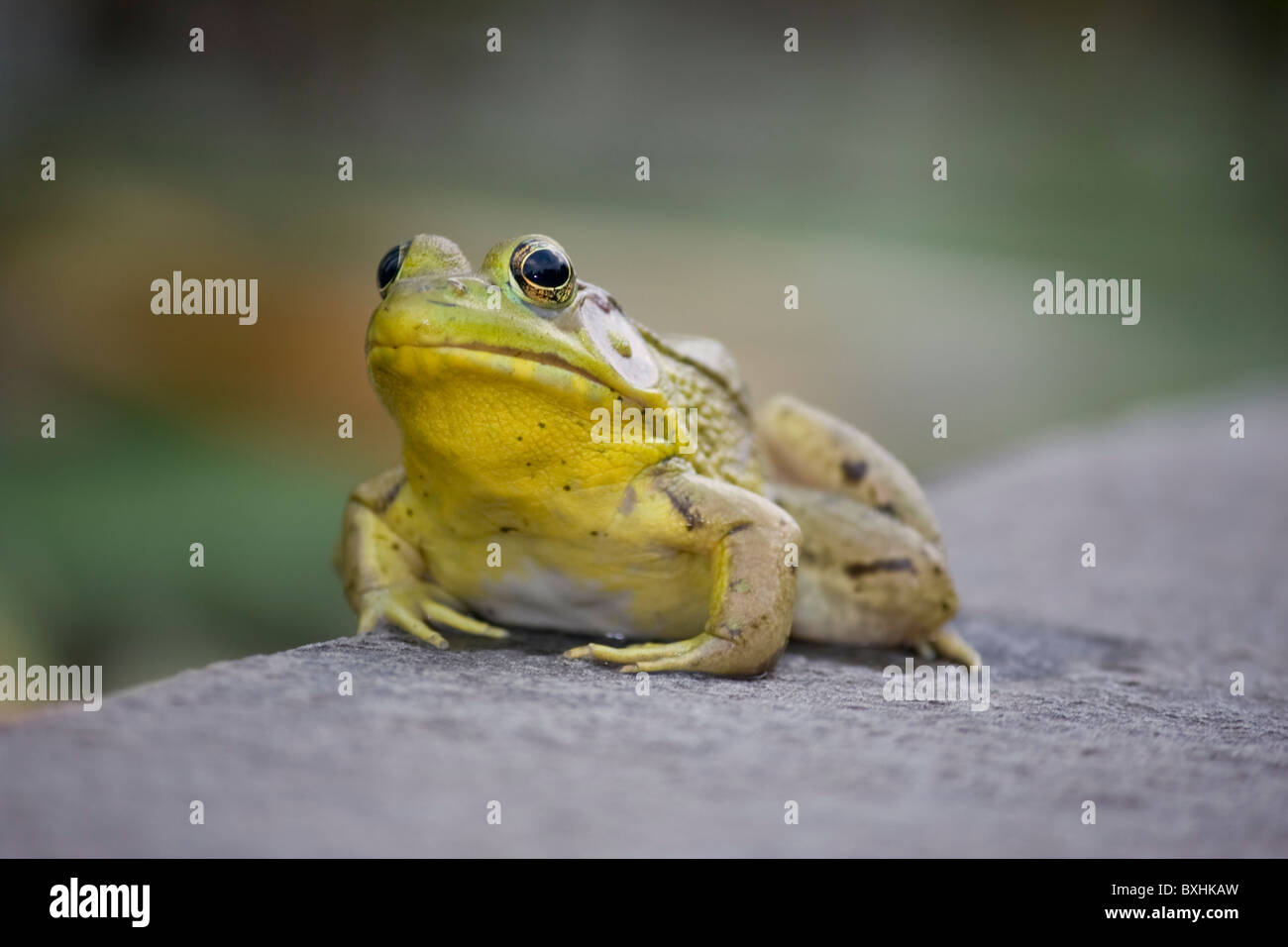 Eastern american toad hi-res stock photography and images - Alamy