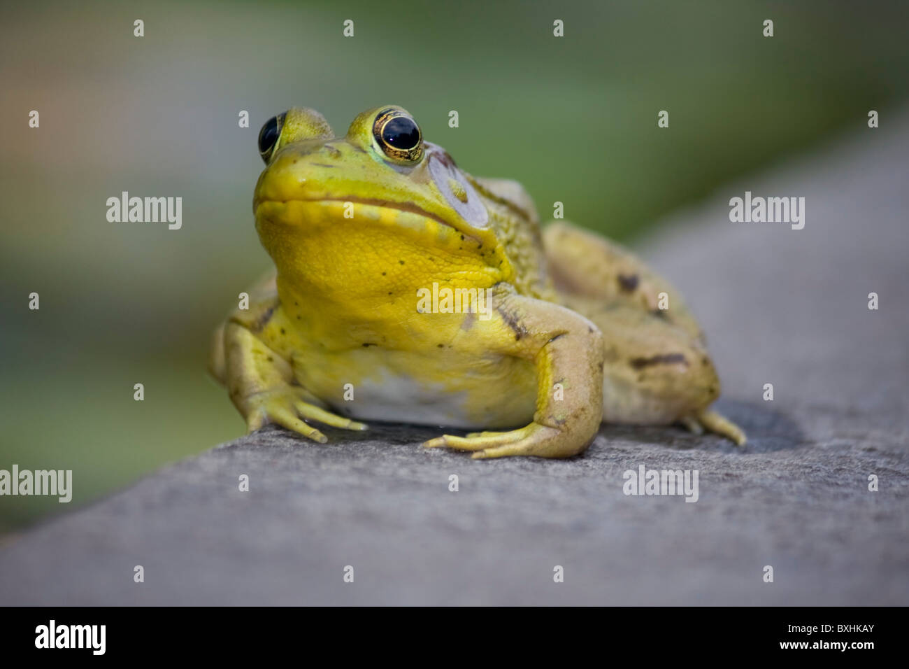Bullfrog jump hi-res stock photography and images - Alamy