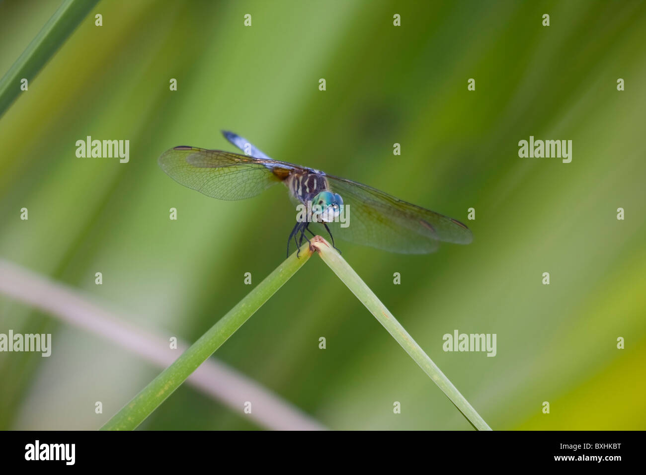 Commonly spotted dragonfly hi-res stock photography and images - Alamy