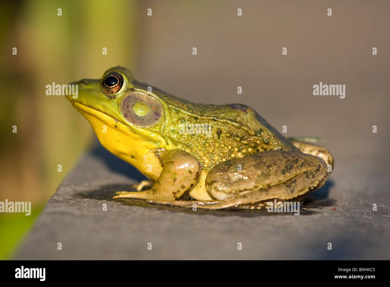Bullfrog jump hi-res stock photography and images - Alamy