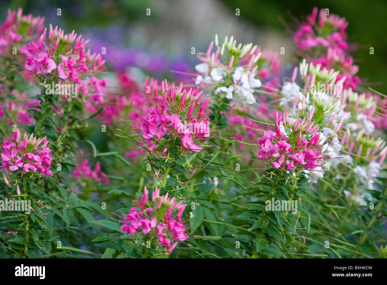 Spider flowers hi-res stock photography and images - Alamy