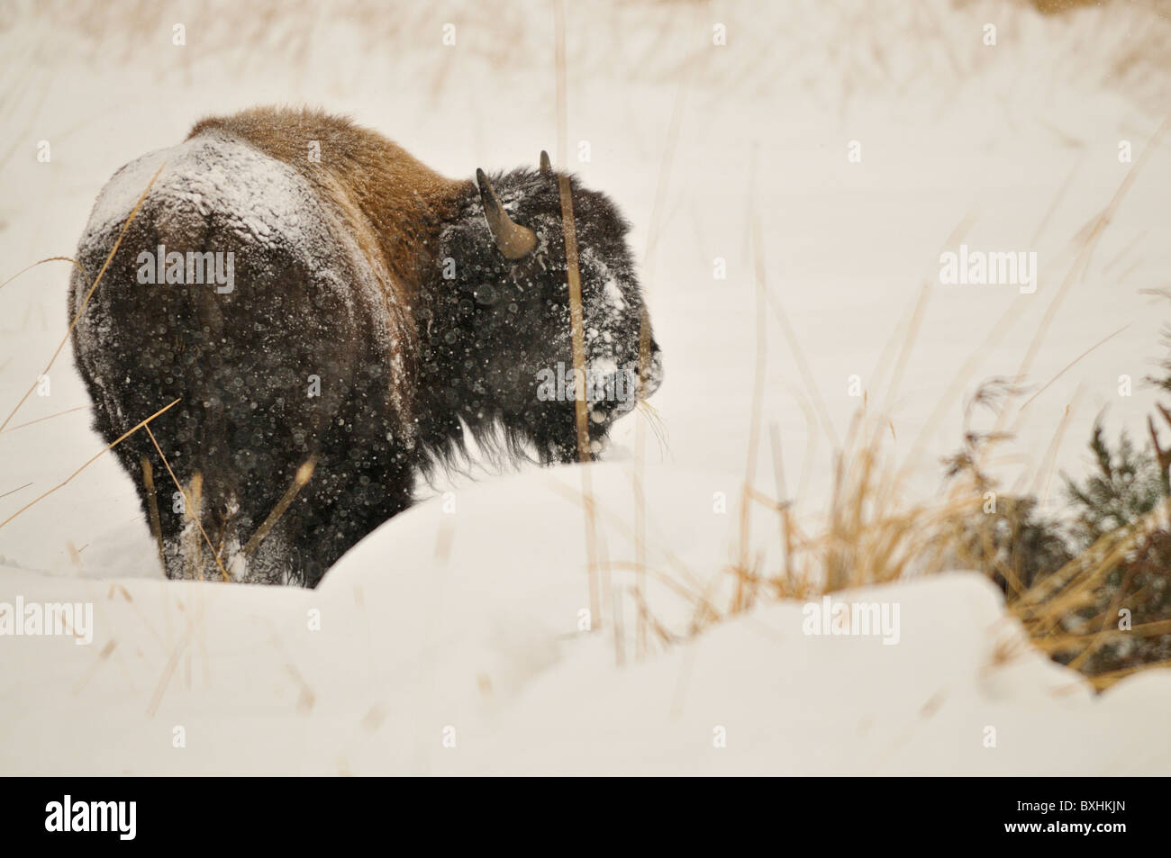 Wild Buffalo in Winter - Yellowstone National Park Stock Photo - Alamy