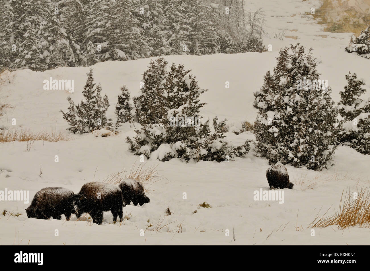 Wild Buffalo in Winter - Yellowstone National Park Stock Photo - Alamy