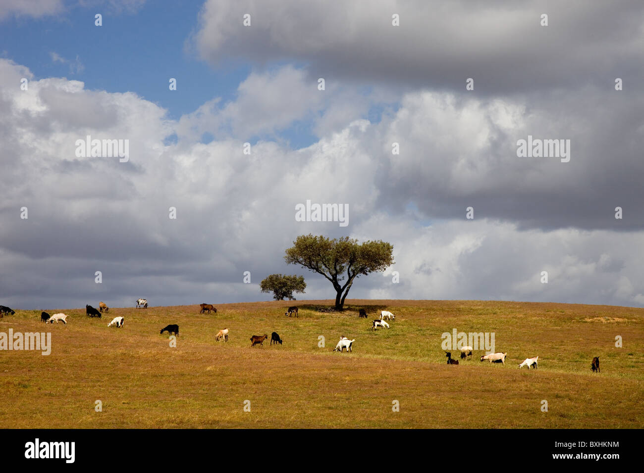 lonely tree in a alentejo farm, the south of portugal Stock Photo - Alamy