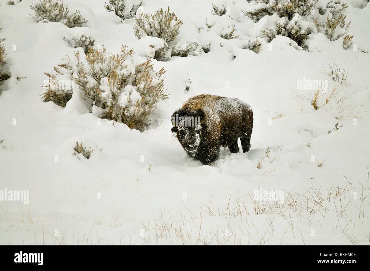 Geyser winter buffalo hi-res stock photography and images - Alamy