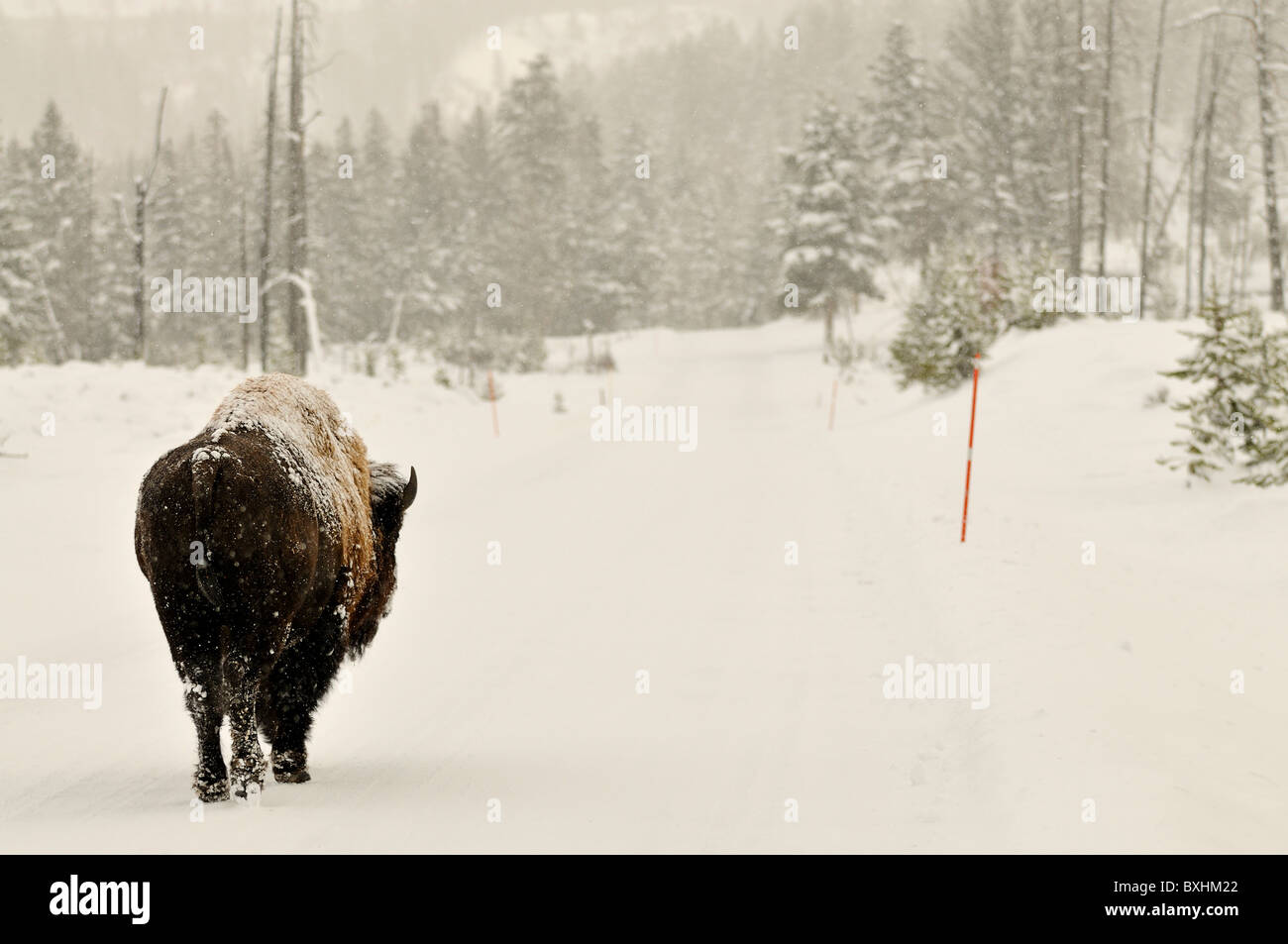 Yellowstone winter buffalo hi-res stock photography and images - Alamy