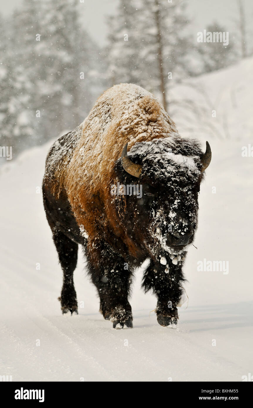 Wild Buffalo in Winter - Yellowstone National Park Stock Photo - Alamy