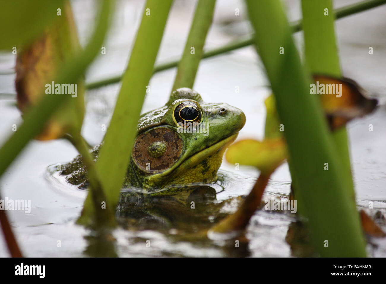 Bullfrog frog hi-res stock photography and images - Alamy