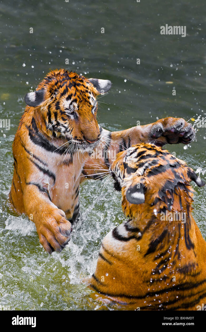 Fighting tigers hi-res stock photography and images - Alamy