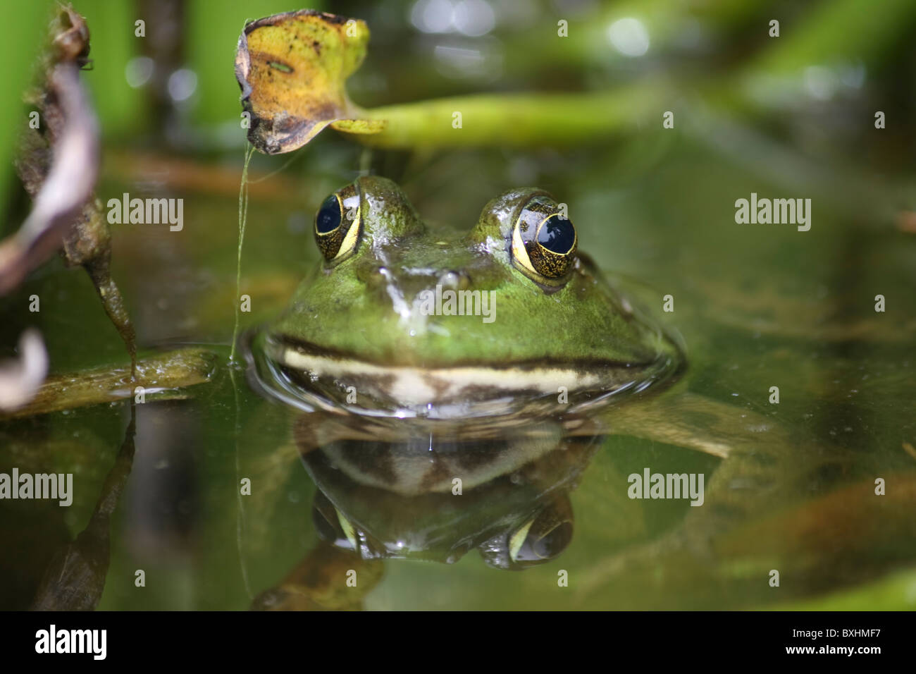 Bullfrog eye hi-res stock photography and images - Alamy