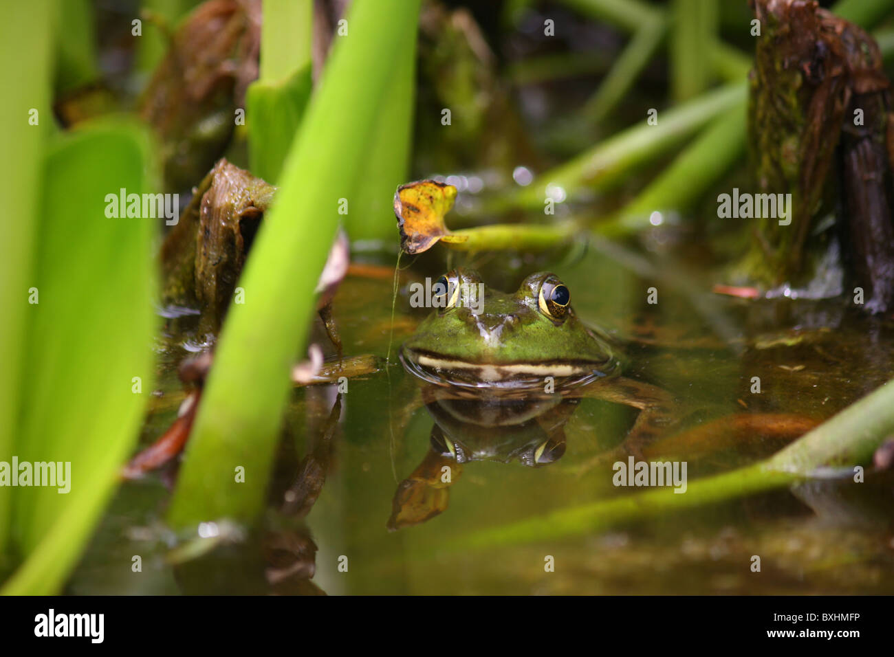 Bullfrog eye hi-res stock photography and images - Alamy