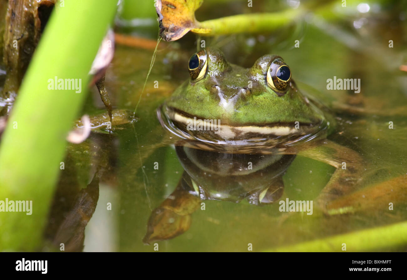 Bullfrog eye hi-res stock photography and images - Alamy