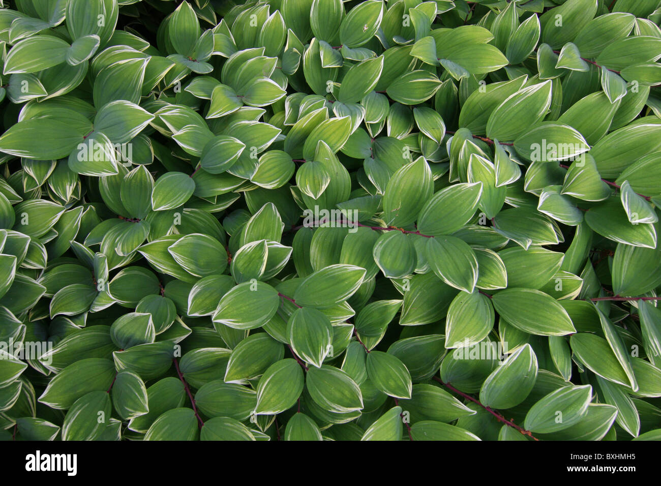 Leaf curve symbol design hi-res stock photography and images - Alamy